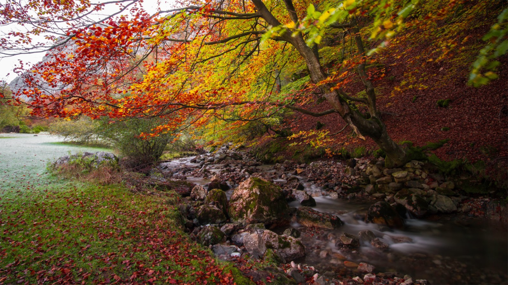 10 forests to enjoy autumn in Spain - Tourtravel&more